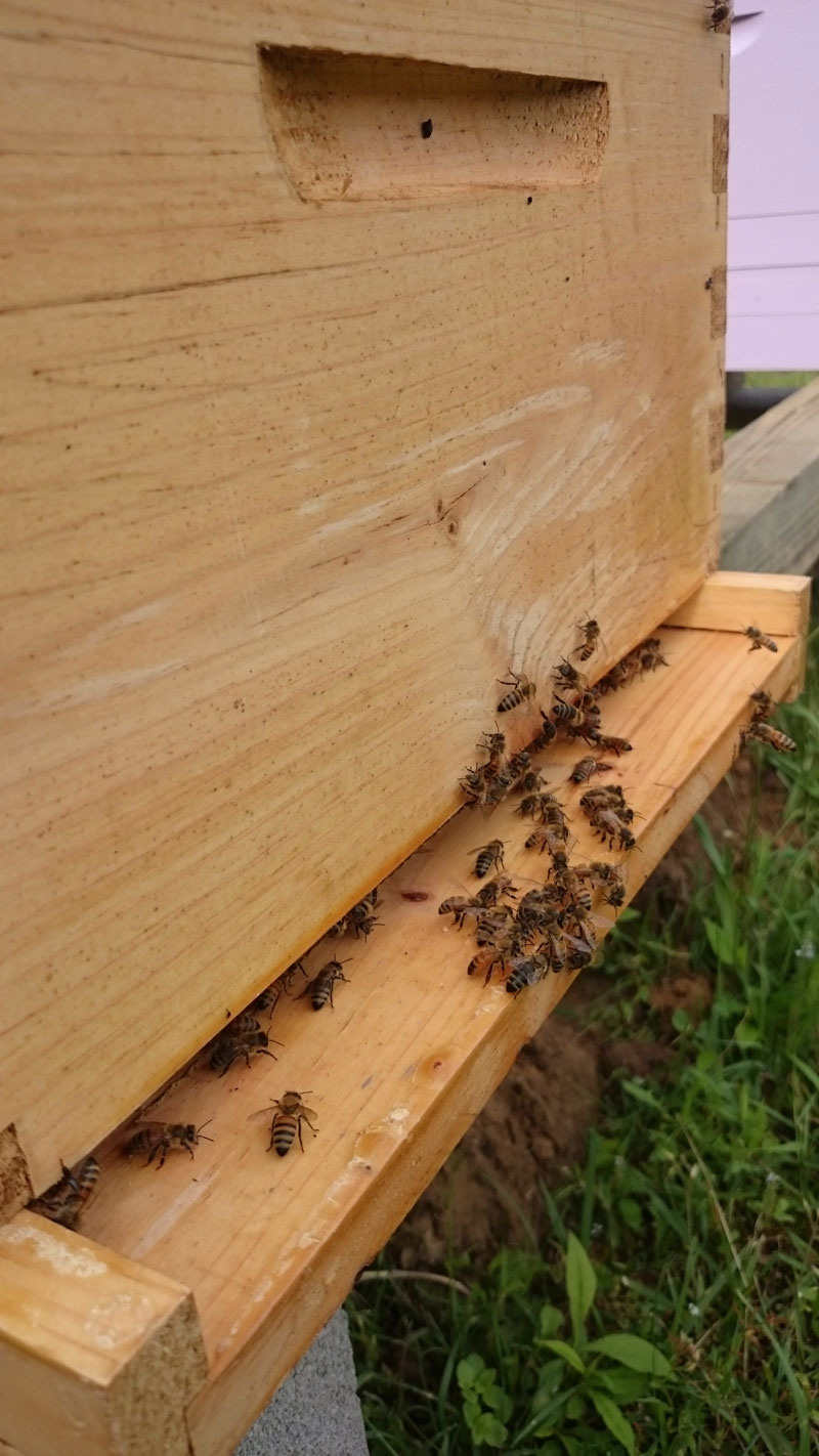 Weaver's Bees
